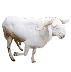 Buy Sallah Ram in Nigeria | Meat & Poultry | Supermart.ng - Supermart.ng