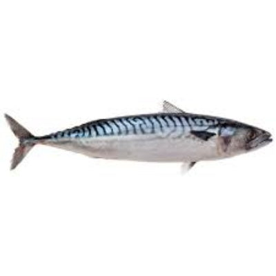 Buy Spar Titus Fish ~1 kg in Nigeria | Sea Food | Supermart.ng ...