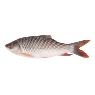Buy Rohu Fish (Whole) ~1.3 kg in Nigeria | Sea Food | Supermart.ng ...