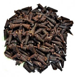 Buy Periwinkle - With Shell 850 g in Nigeria | Naija Meat, Poultry ...